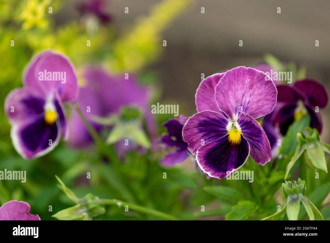 Arrangement of hybridization hi-res stock photography and images - Alamy