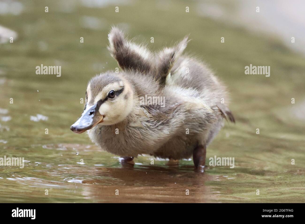 Fluffy duckling hi-res stock photography and images - Alamy