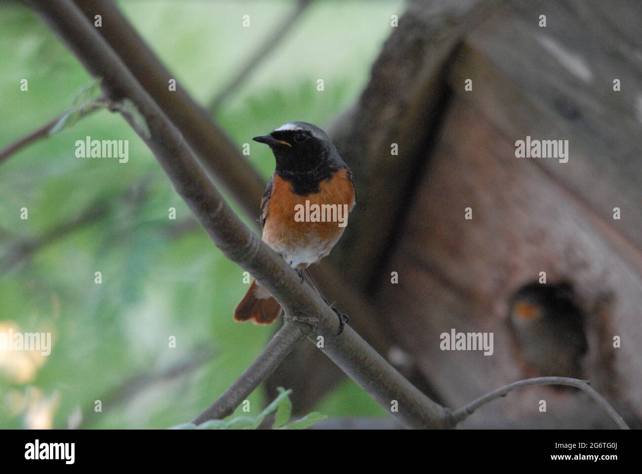 European robin in nest box, european robin, erithacus rubecula, song ...