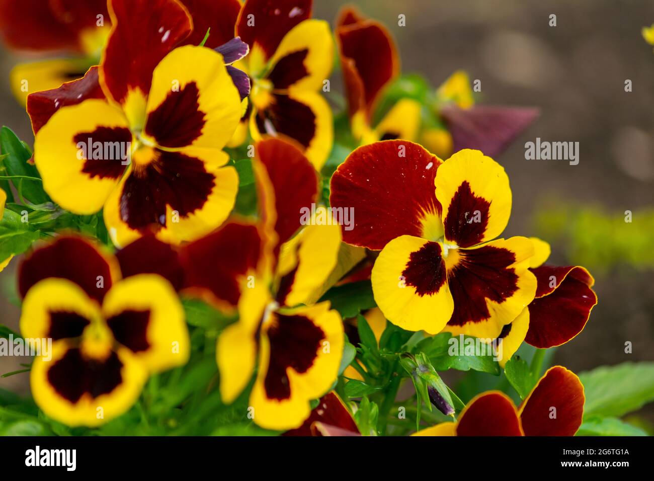 Arrangement of hybridization hi-res stock photography and images - Alamy