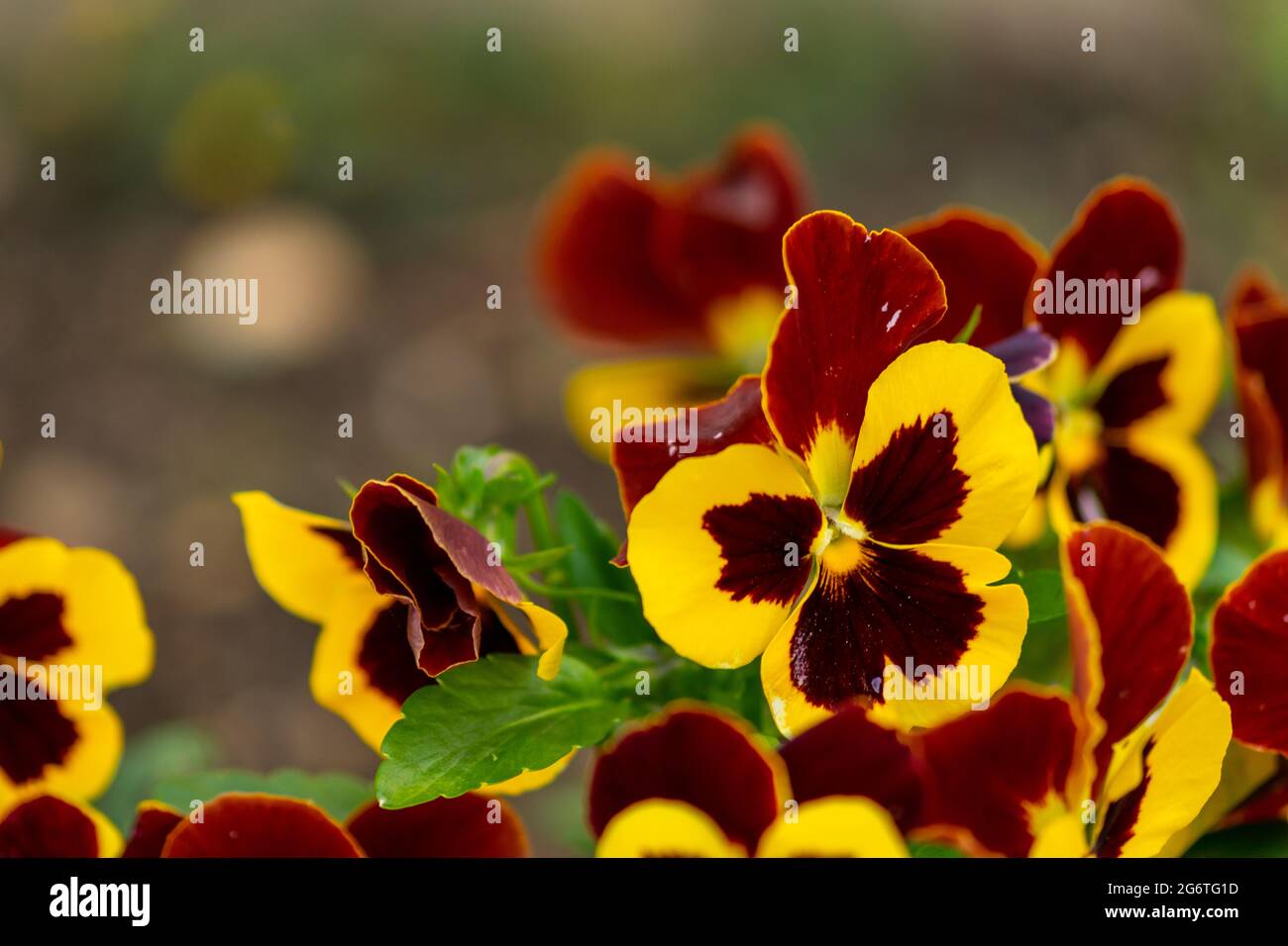 Arrangement of hybridization hi-res stock photography and images - Alamy