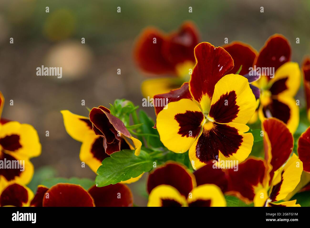 Garden pansy large flowered hybrid plant cultivated as a garden flower ...
