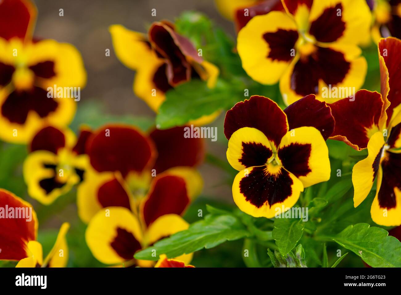 Arrangement of hybridization hi-res stock photography and images - Alamy