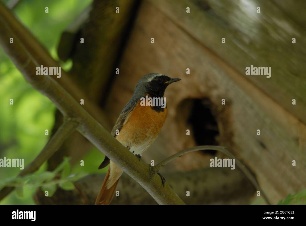 European robin in nest box, european robin, erithacus rubecula, song ...