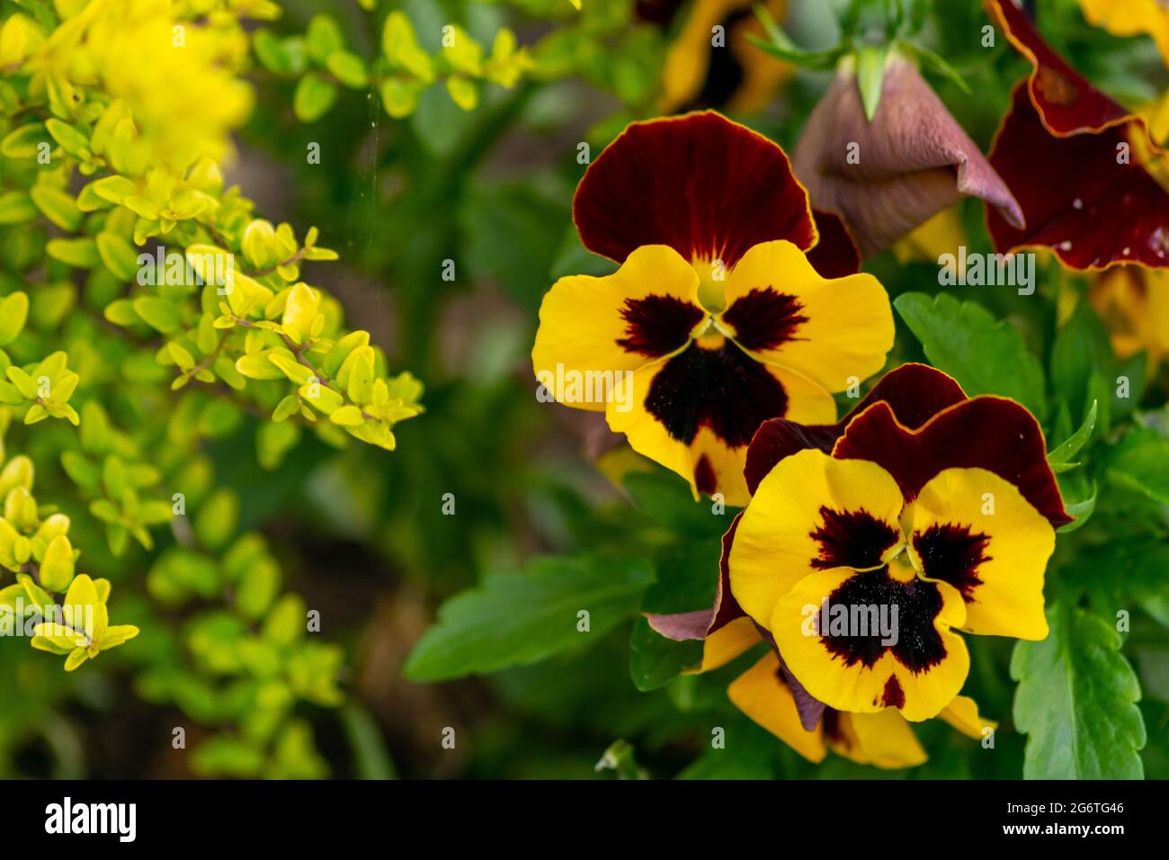 Garden pansy large flowered hybrid plant cultivated as a garden flower ...