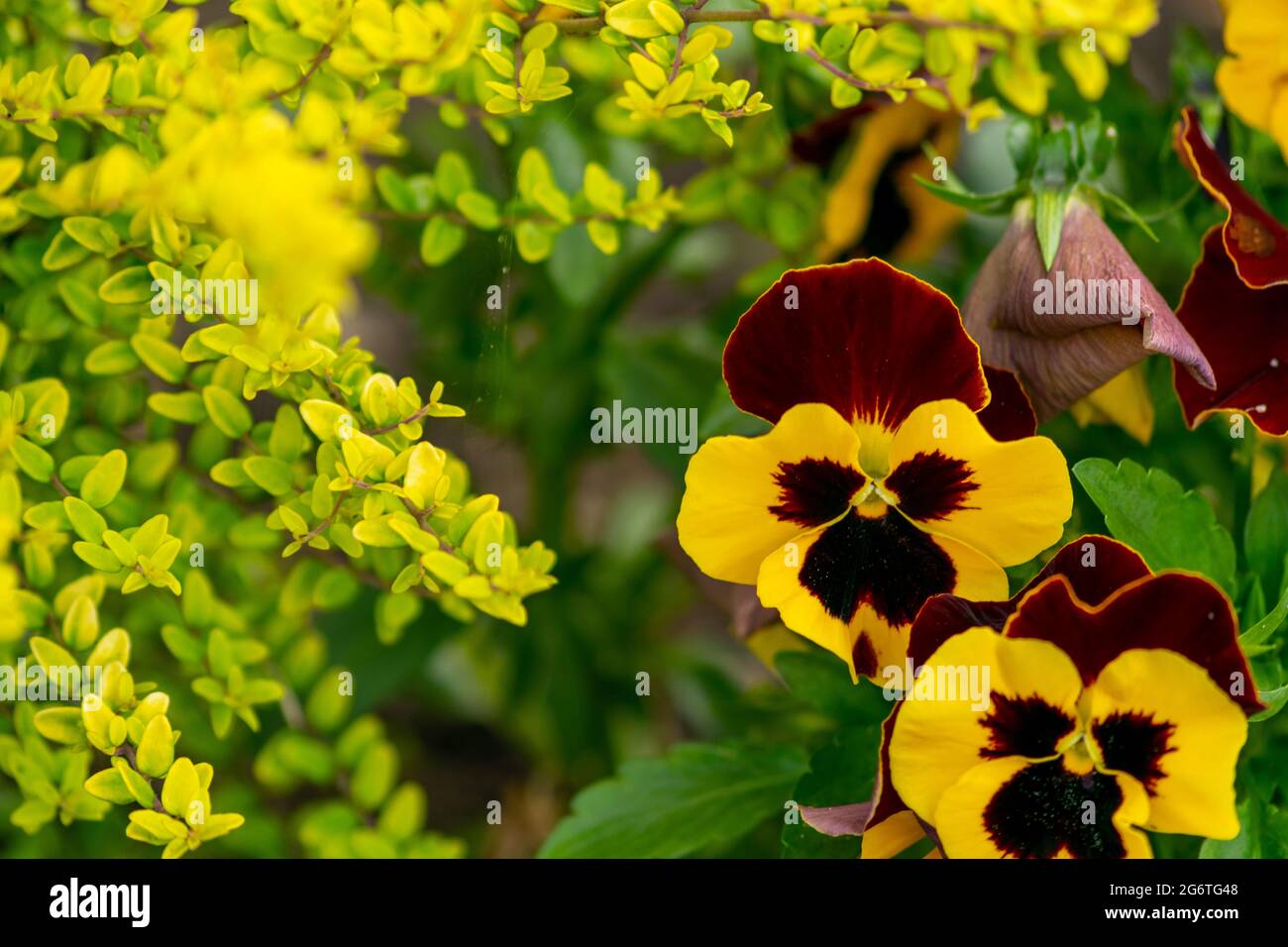 Arrangement of hybridization hi-res stock photography and images - Alamy