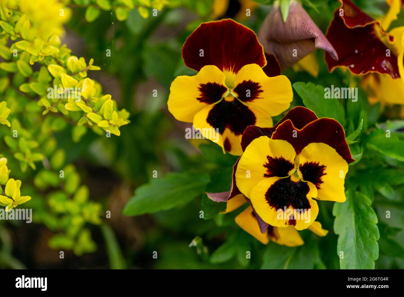 Arrangement of hybridization hi-res stock photography and images - Alamy