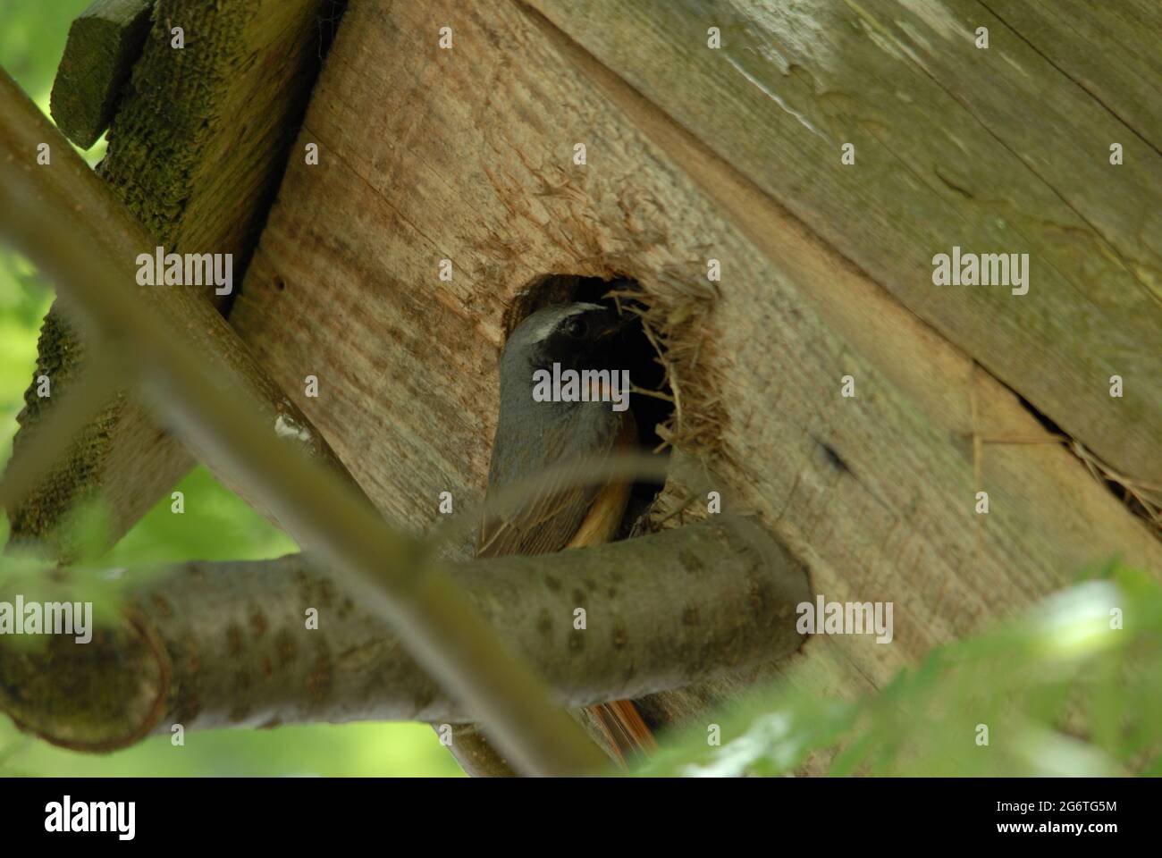 European robin in nest box, european robin, erithacus rubecula, song ...