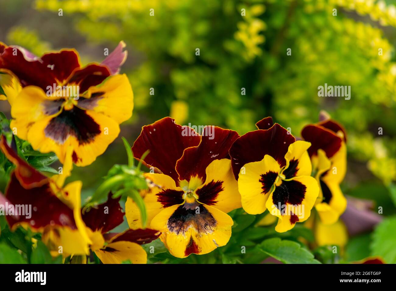 Arrangement of hybridization hi-res stock photography and images - Alamy