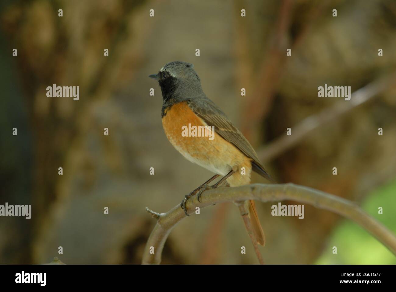 European robin in nest box, european robin, erithacus rubecula, song ...