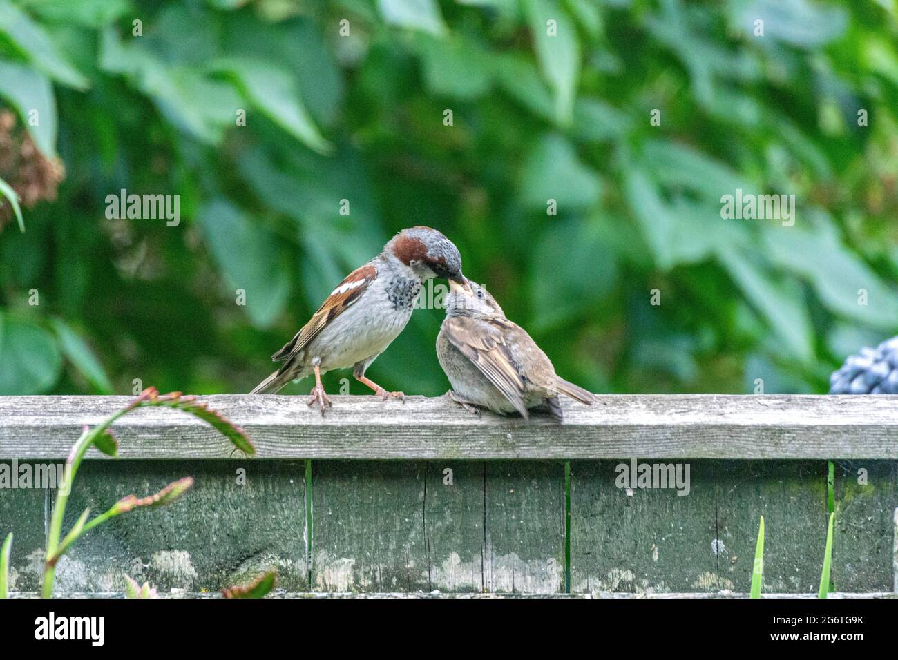 Baby house sparrow hi-res stock photography and images - Alamy