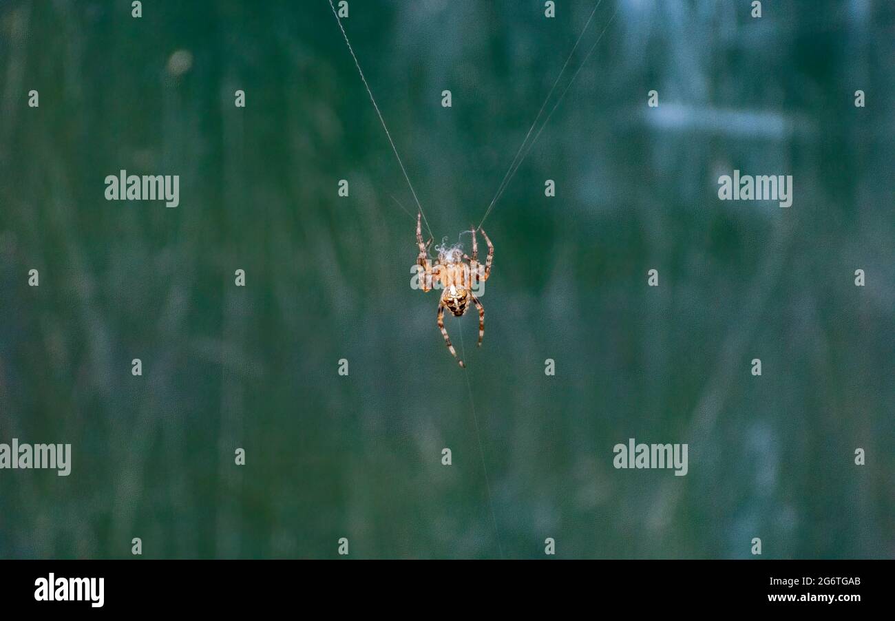 Spider spinning its web Stock Photo - Alamy
