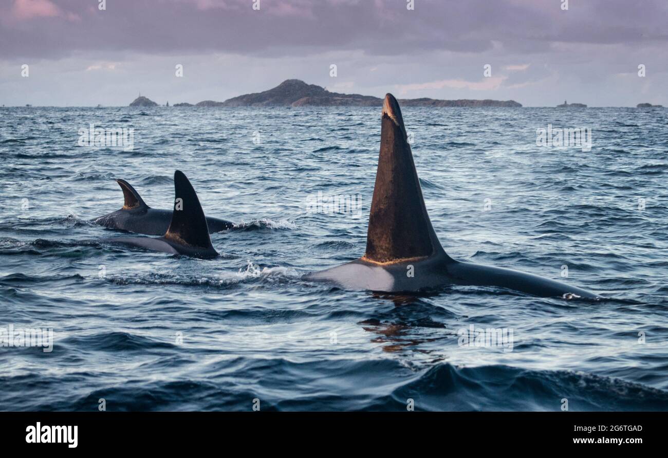 Orcas swim close to the surface with dorsal fins breaking out of the ...