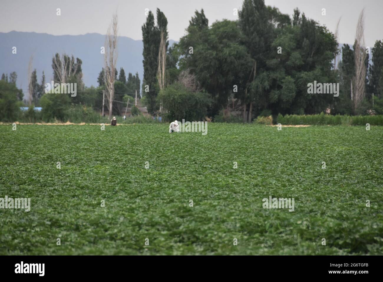 Shihezi city hi-res stock photography and images - Alamy