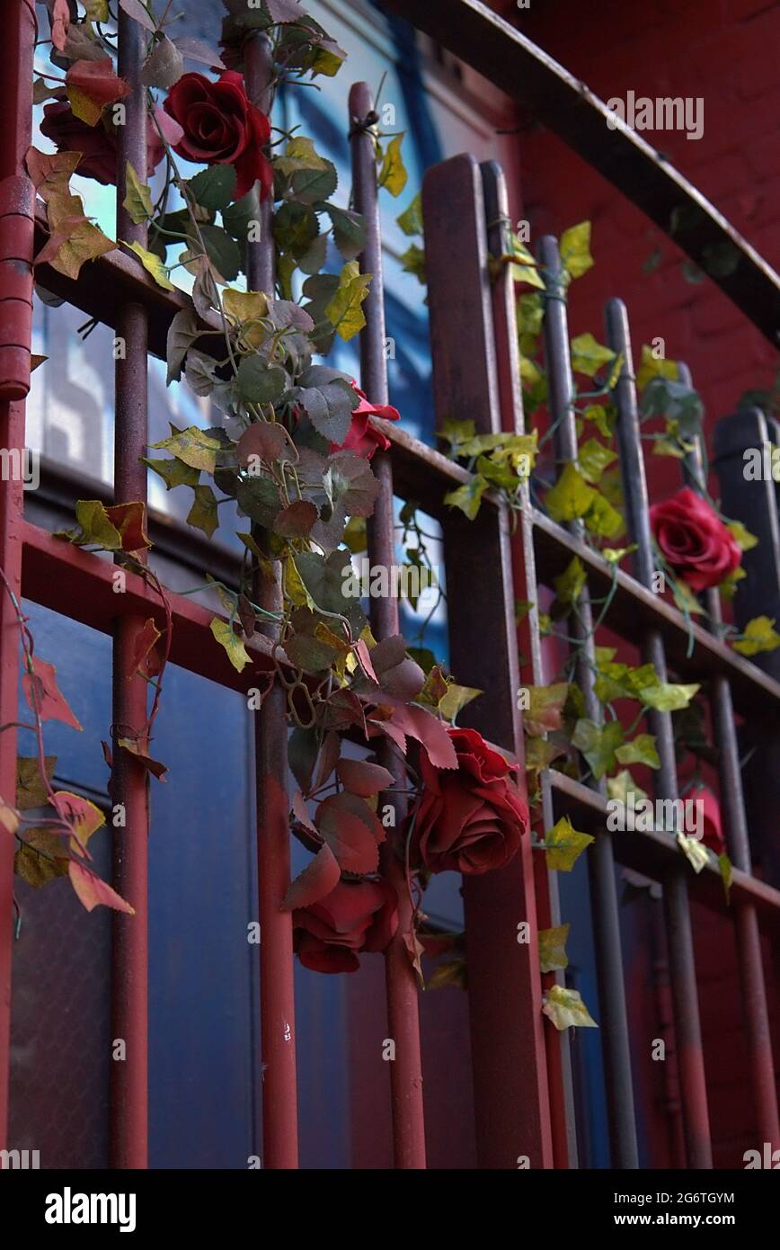 Rose flowers entangled in red gate Stock Photo - Alamy