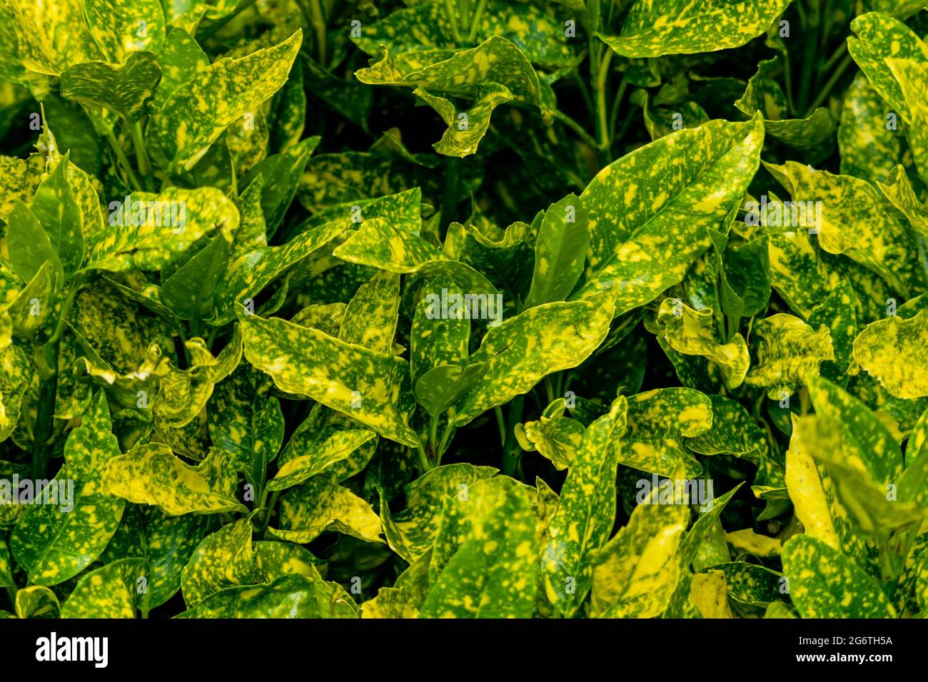 Closeup shot of green Japanese laurel plant leaves with yellow spots ...