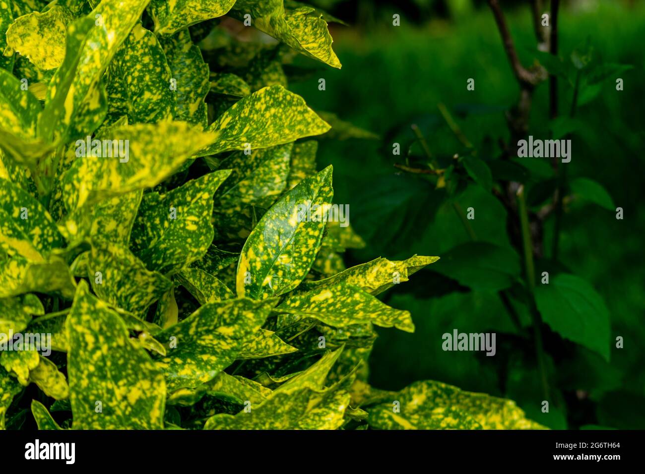Closeup shot of green Japanese laurel plant leaves with yellow spots ...
