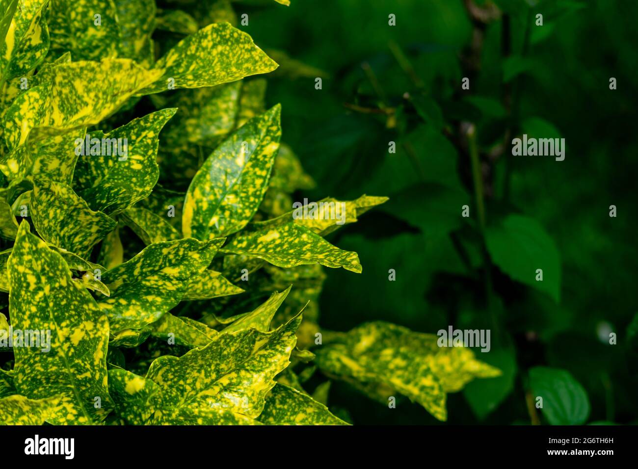 Variegated spotted laurel hi-res stock photography and images - Alamy