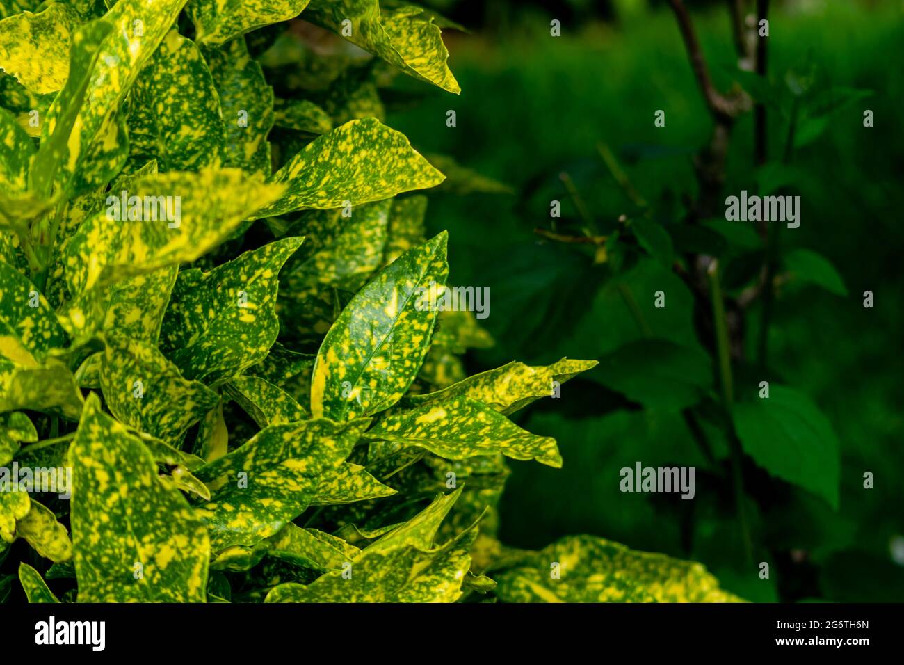 Closeup shot of green Japanese laurel plant leaves with yellow spots ...