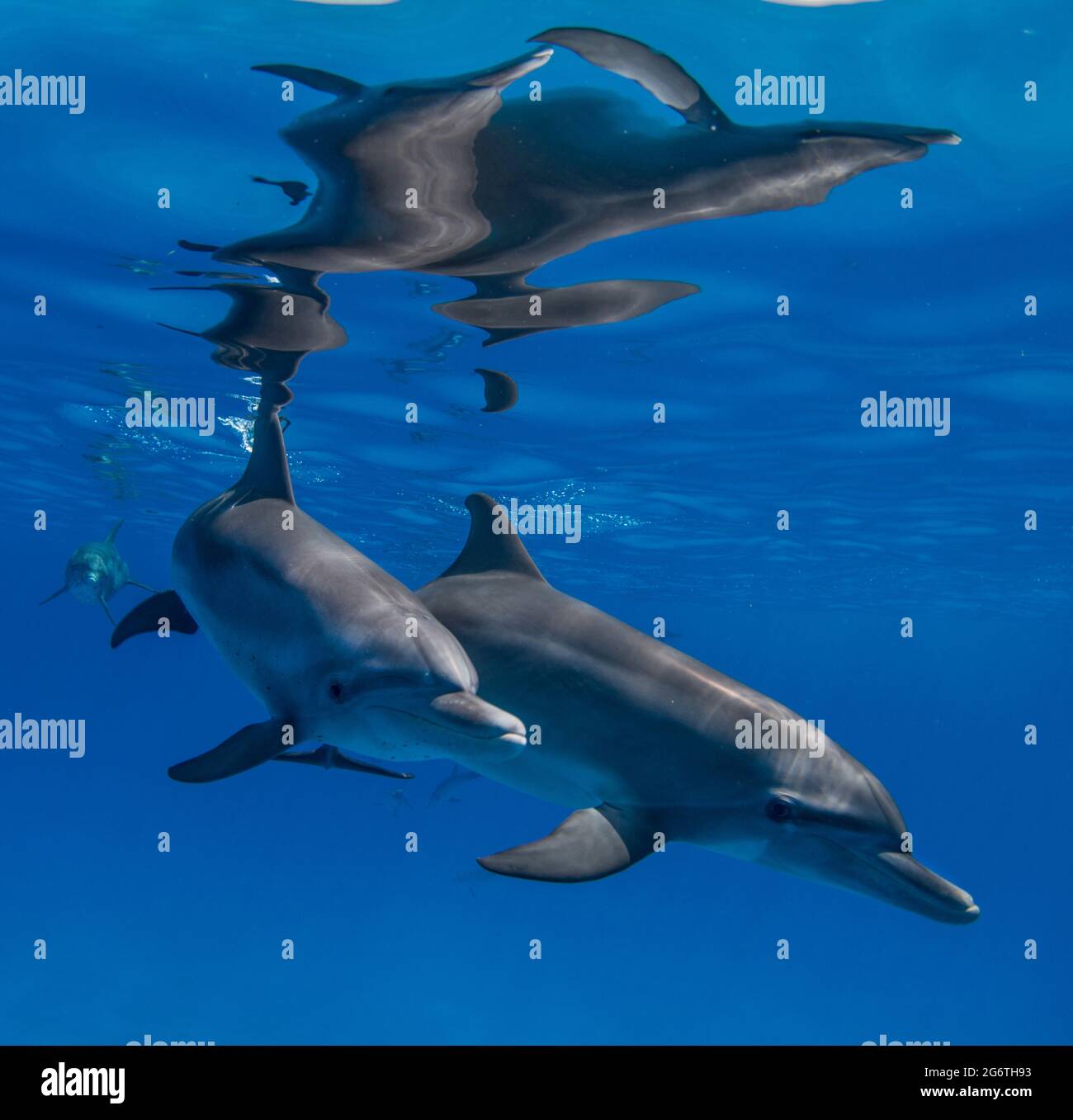 Dolphin pair swims close to the surface Stock Photo - Alamy