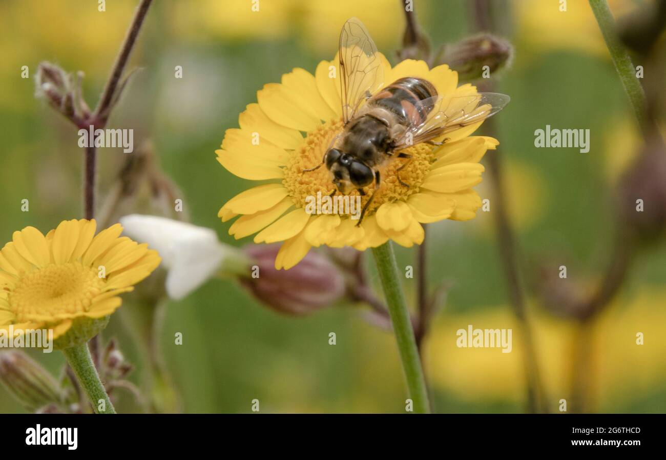 Color bee hi-res stock photography and images - Alamy