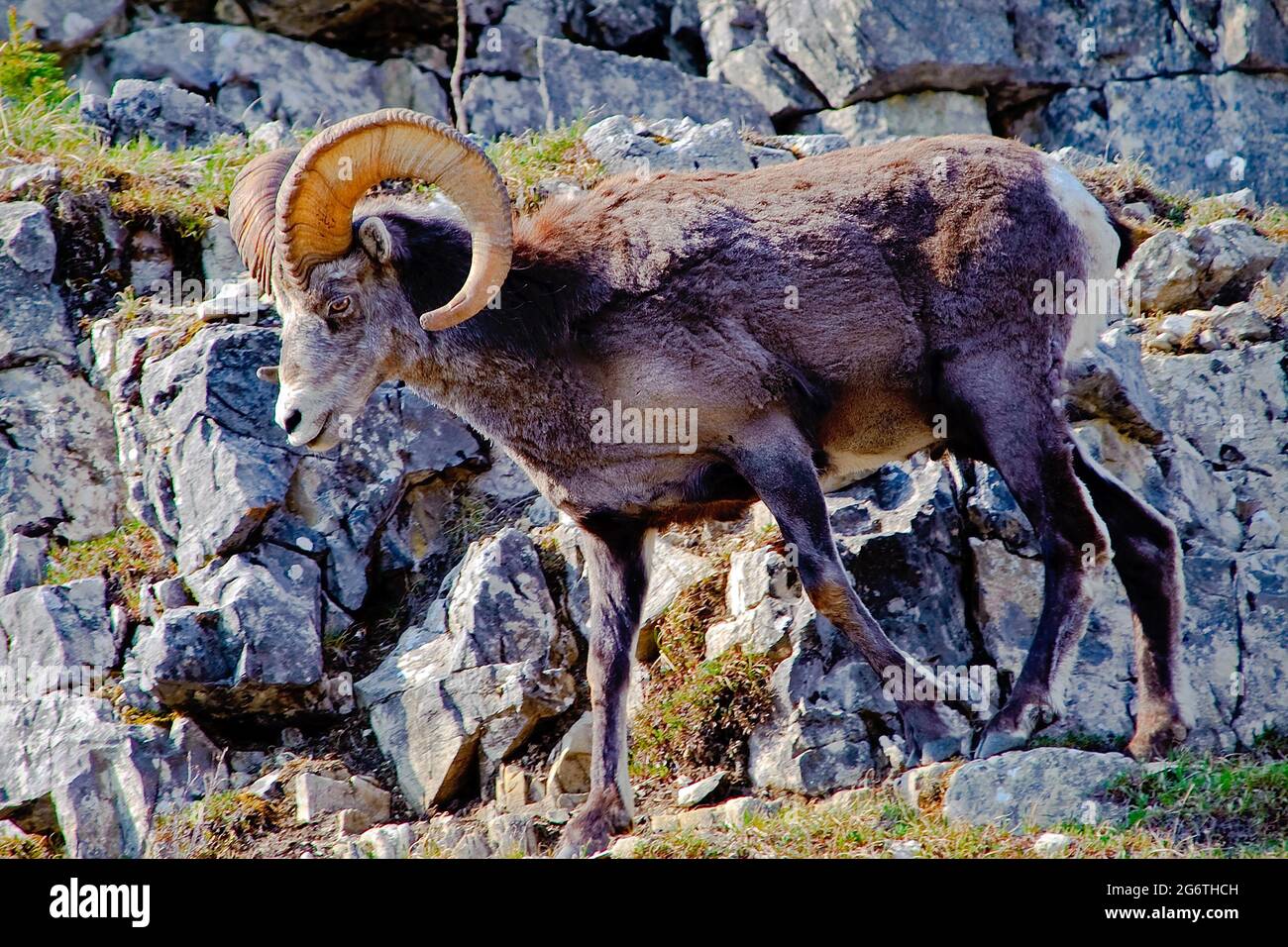 Big horn sheep climbing on cliff face Stock Photo - Alamy