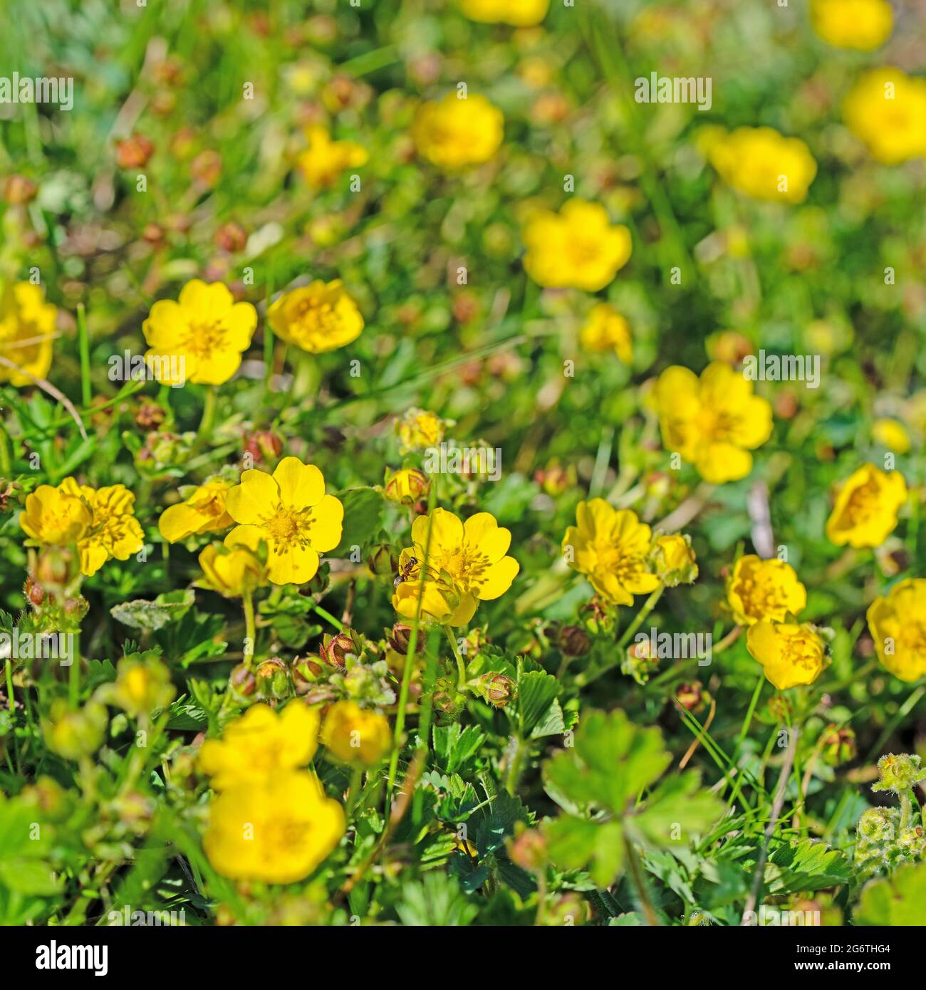 Flowers of the creeping buttercup, Ranunculus repens Stock Photo - Alamy