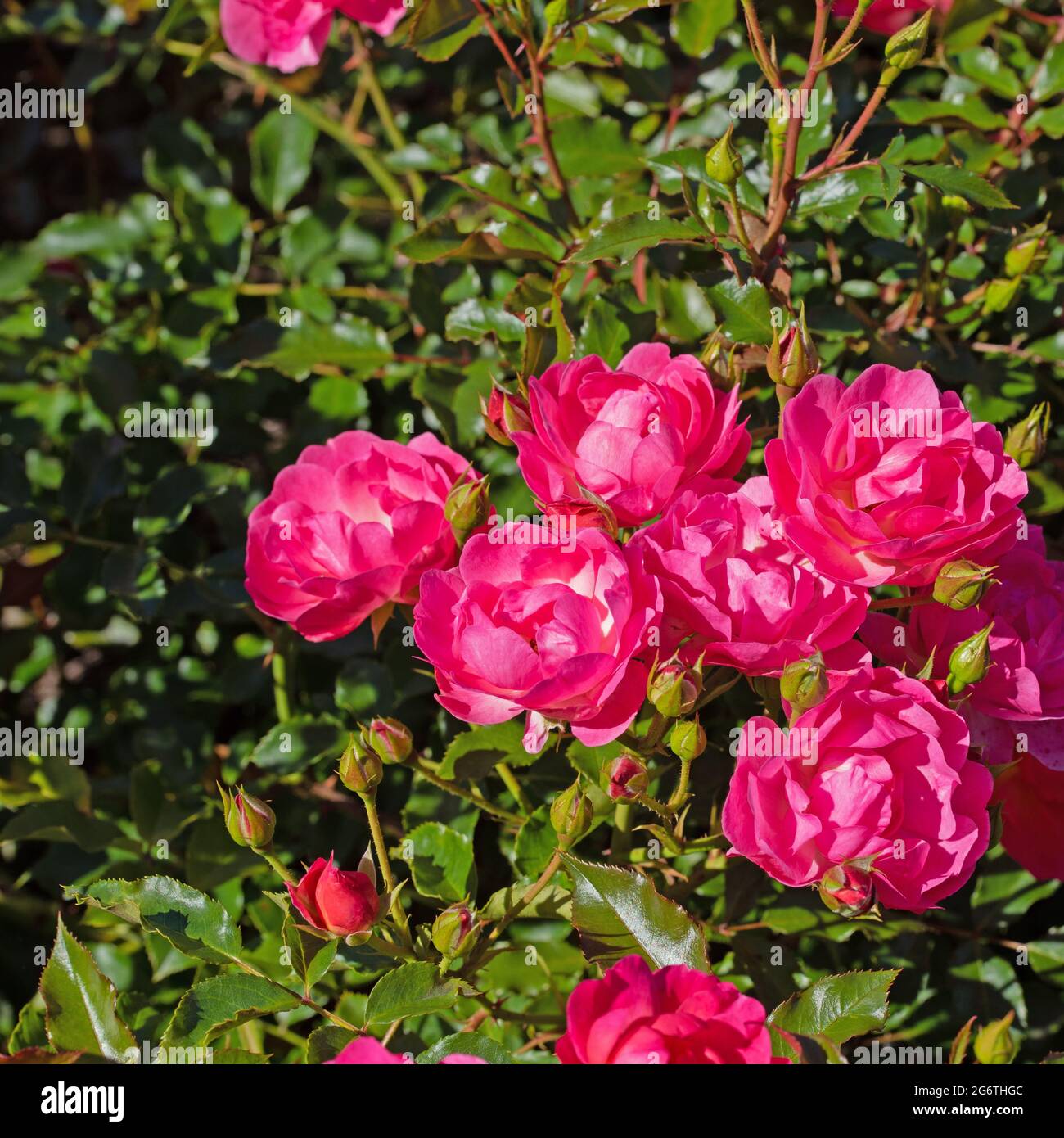 Bush roses hi-res stock photography and images - Alamy