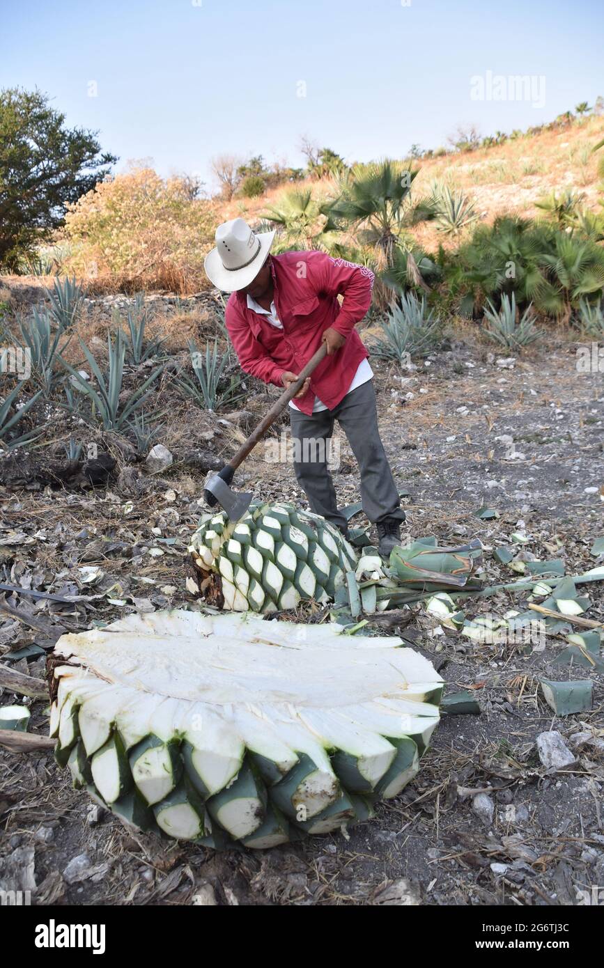 A campesino (farmer) cutting piñas that are used to make mezcal Stock ...