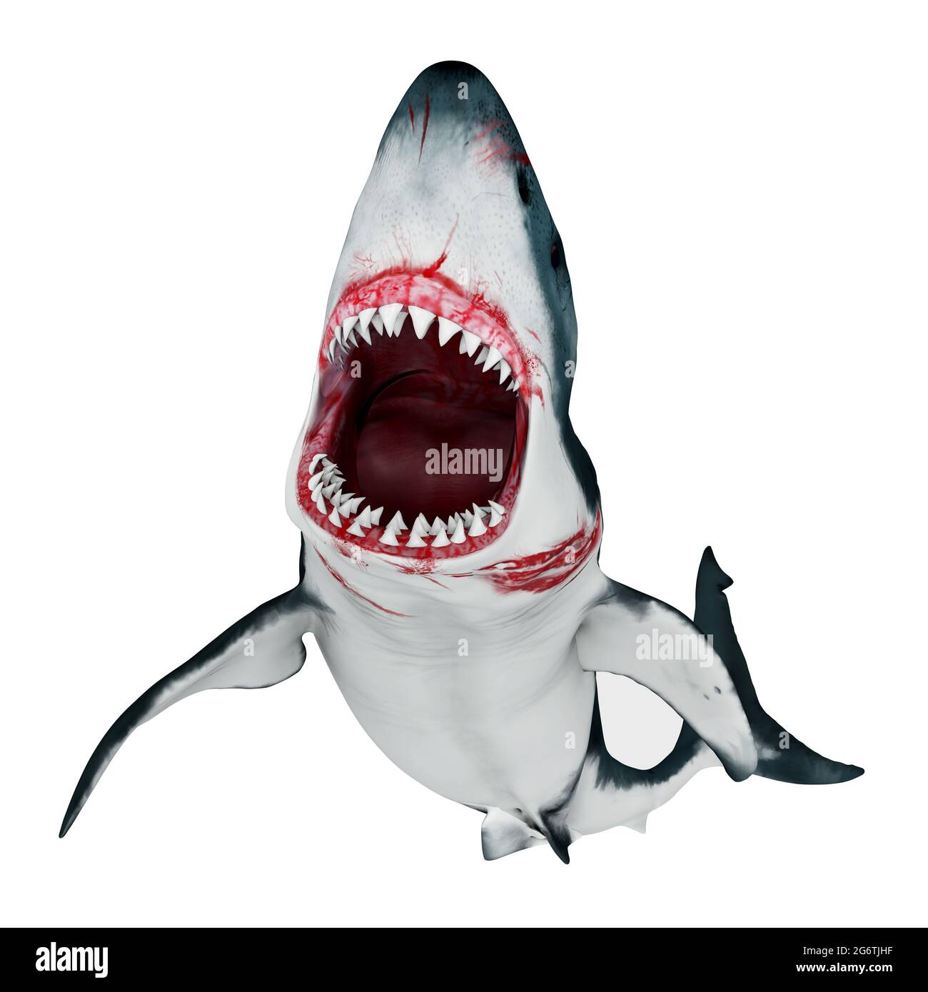 Great white shark isolated on white background Stock Photo - Alamy
