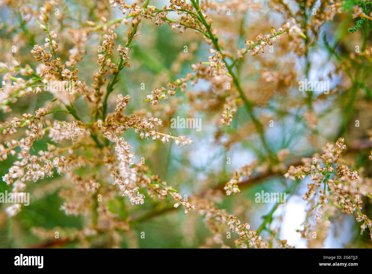 Tamarisk tree tamarix ramosissima hi-res stock photography and images ...