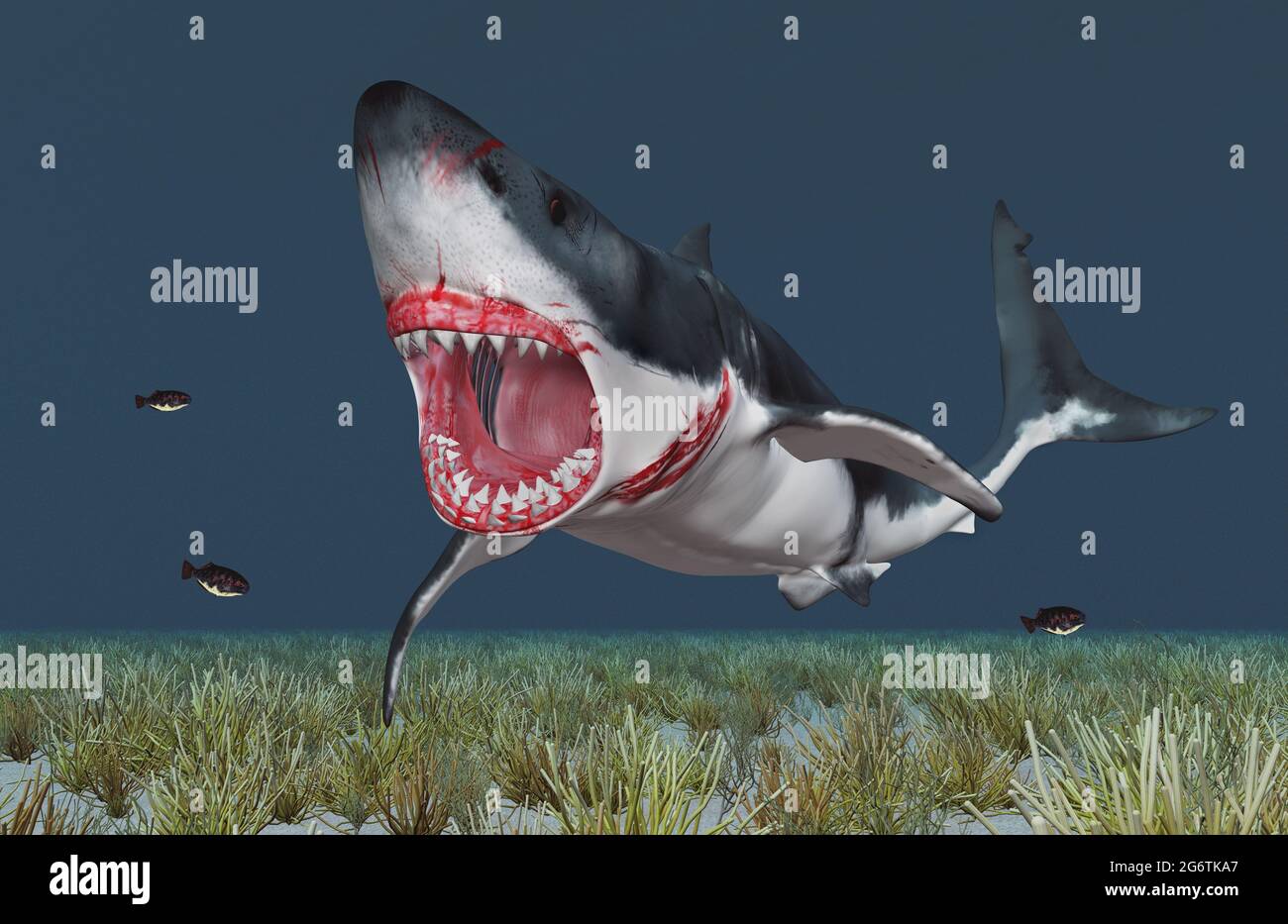 Great white shark in an underwater landscape Stock Photo - Alamy