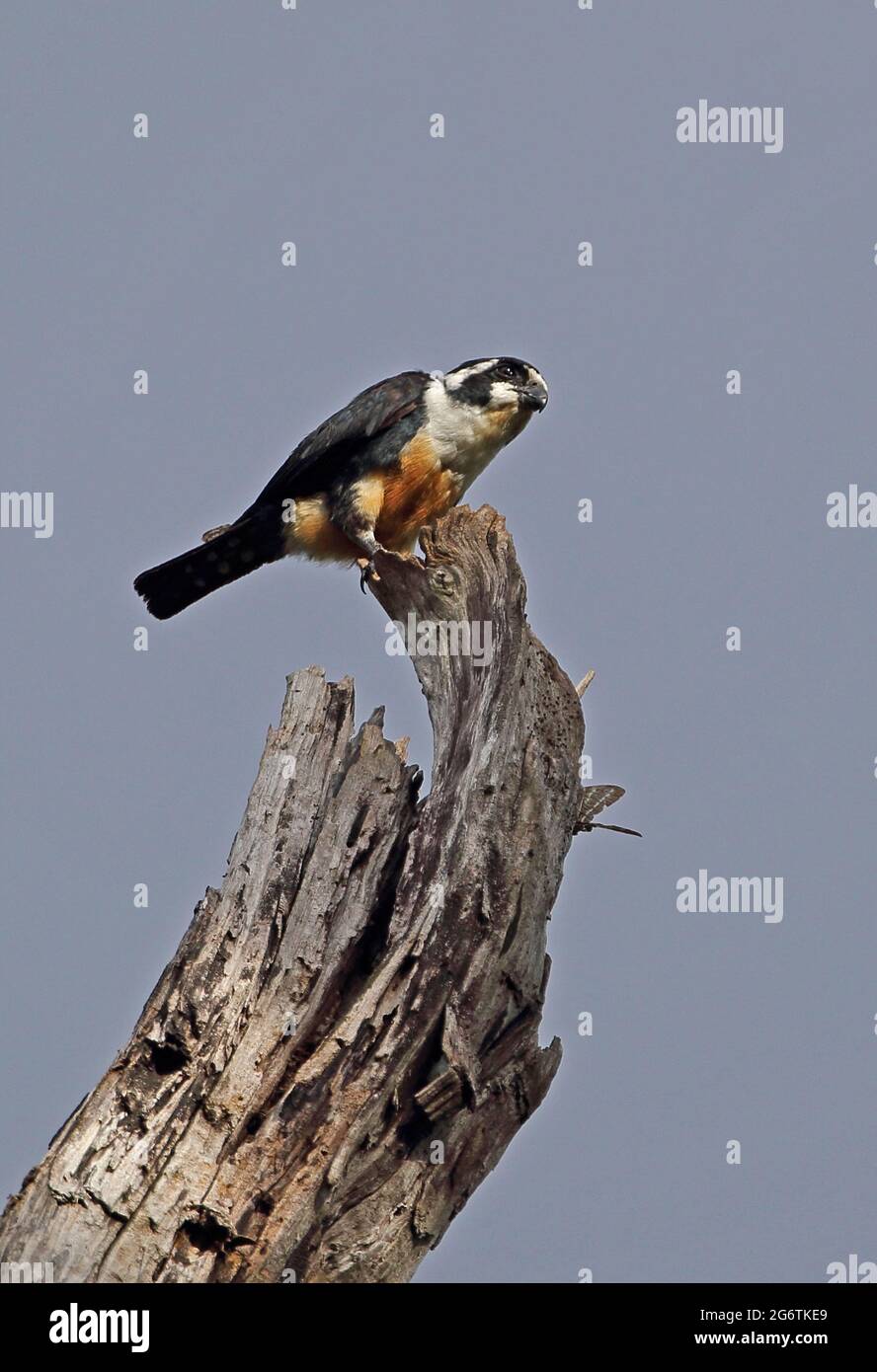 Black thighed falconet hi-res stock photography and images - Alamy