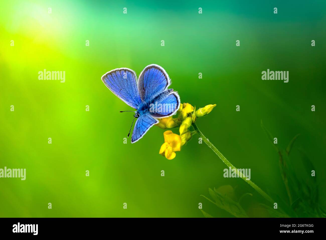 Mazarine blue butterfly hi-res stock photography and images - Alamy