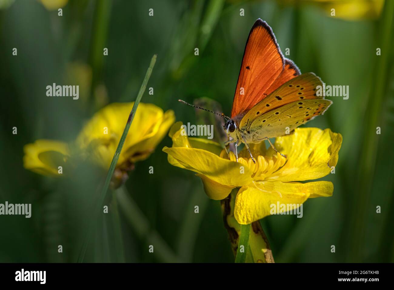 Large copper ( Lycaena dispar Stock Photo - Alamy