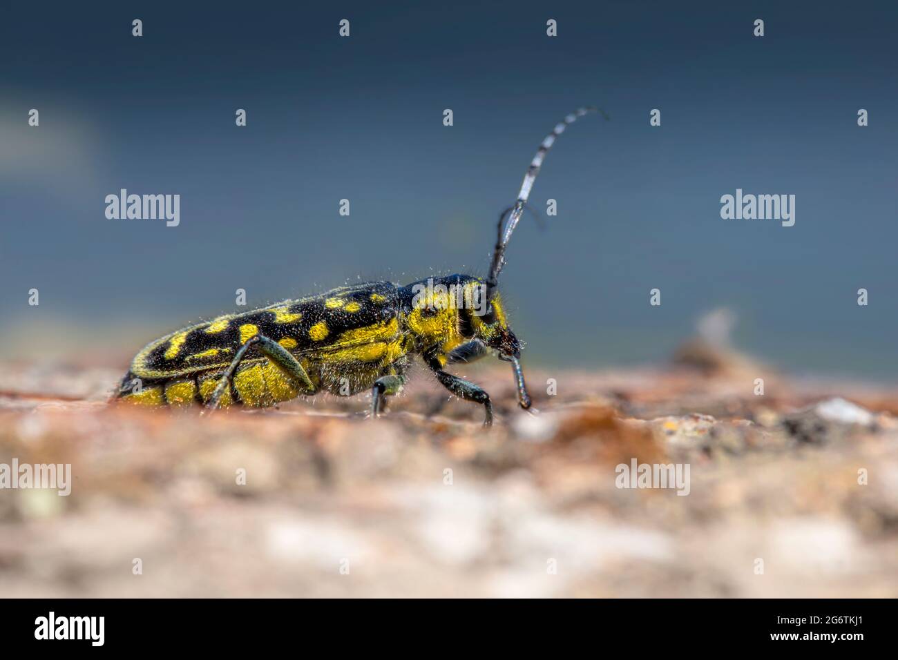 Saperda hi-res stock photography and images - Alamy