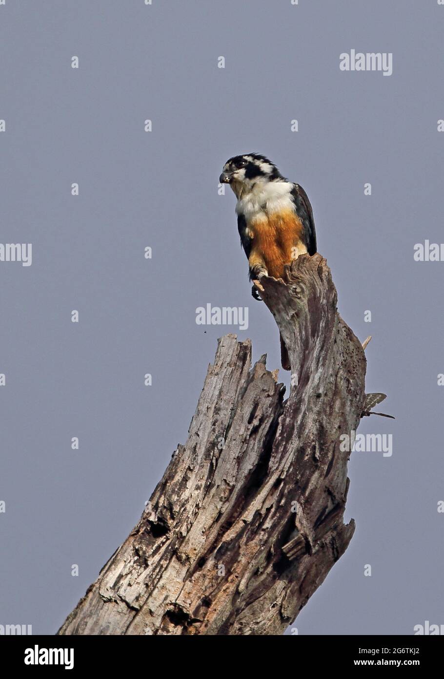 Black-thighed Falconet (Microhierax fringillarius) adult perched on ...