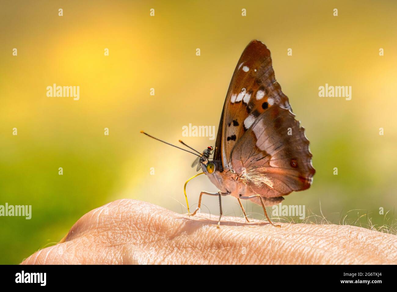 Lesser purple emperor (Apatura ilia Stock Photo - Alamy