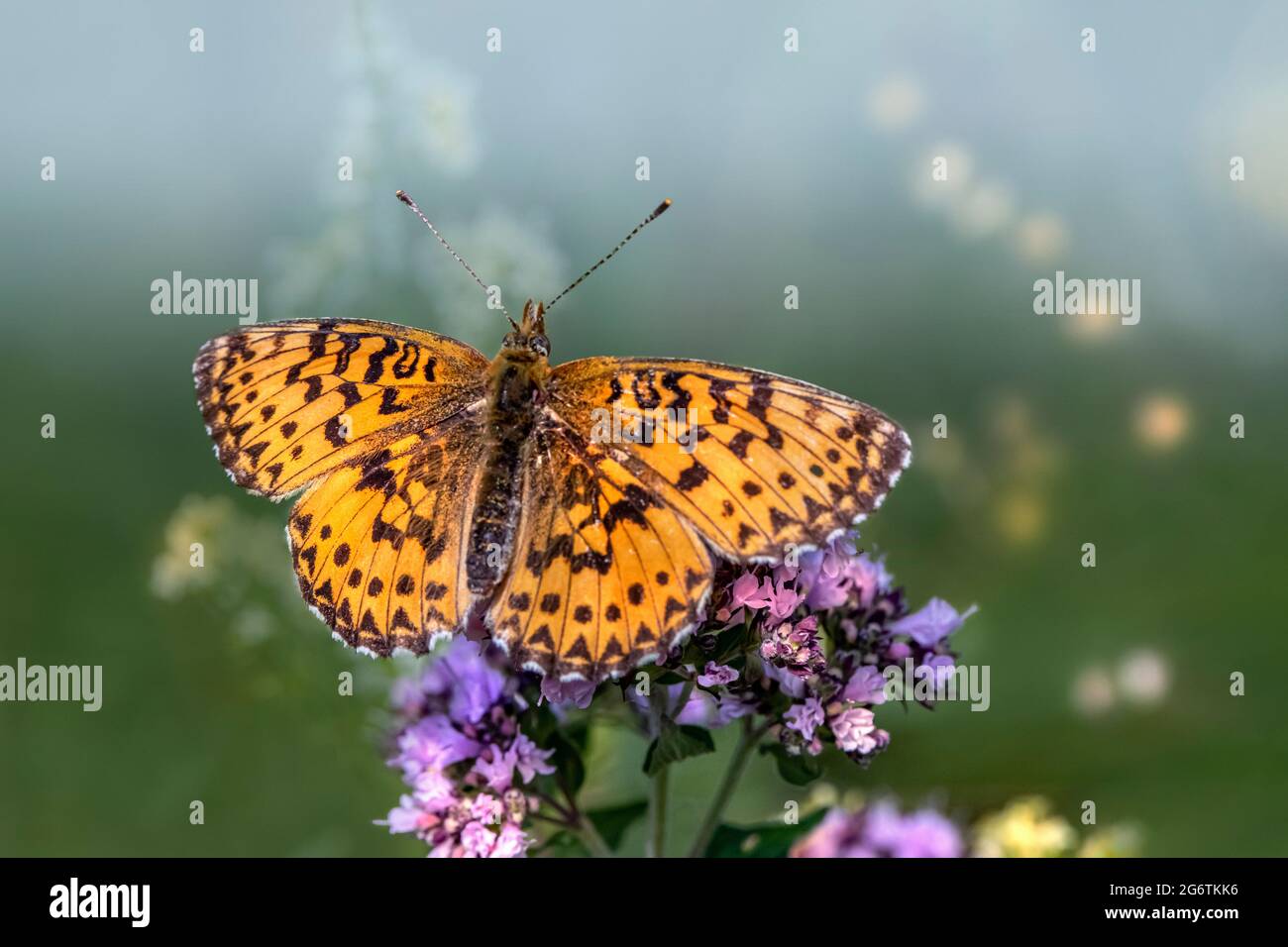 Lesser grass blue butterfly hi-res stock photography and images - Alamy