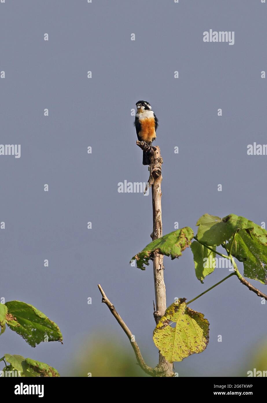Black-thighed Falconet (Microhierax fringillarius) adult perched on ...