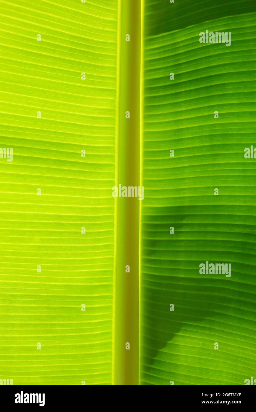 organic material, banana leaf texture, natural background Stock Photo ...