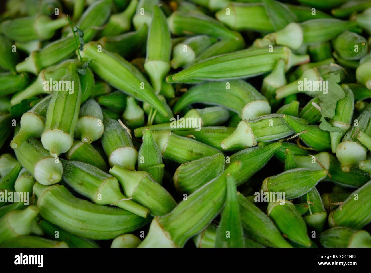 Fresh green okra pods on a market Stock Photo - Alamy