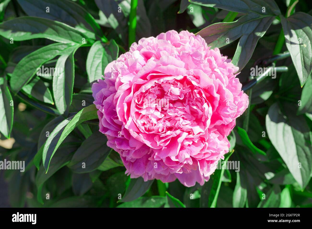 Pink peony blooming flower at the garden at summer time. Beautiful ...