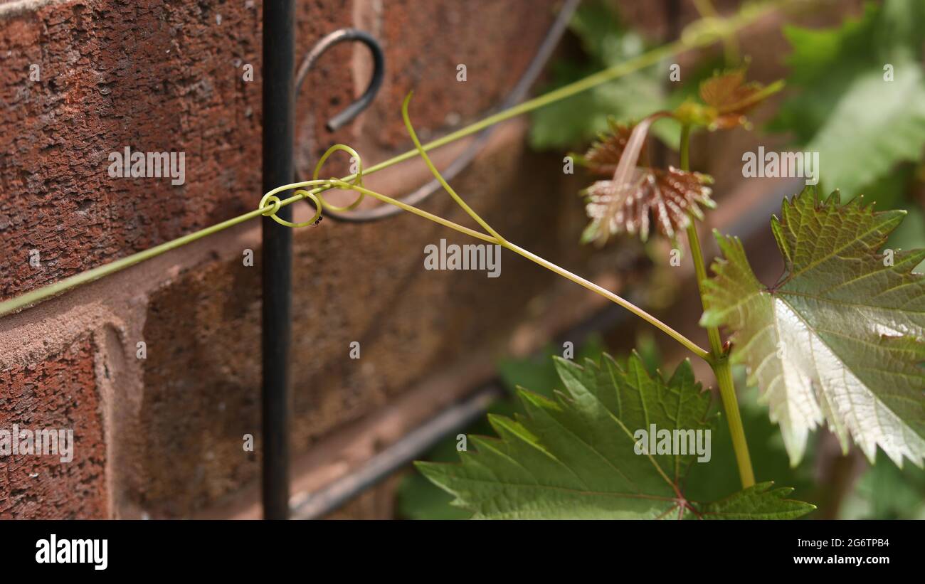 Grape vine tendril wrapped around a wire Stock Photo - Alamy