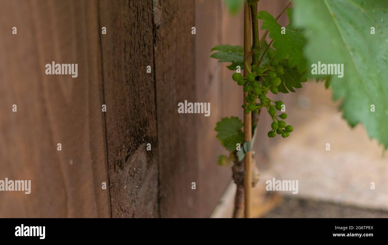 Guyot grape vine hi-res stock photography and images - Alamy