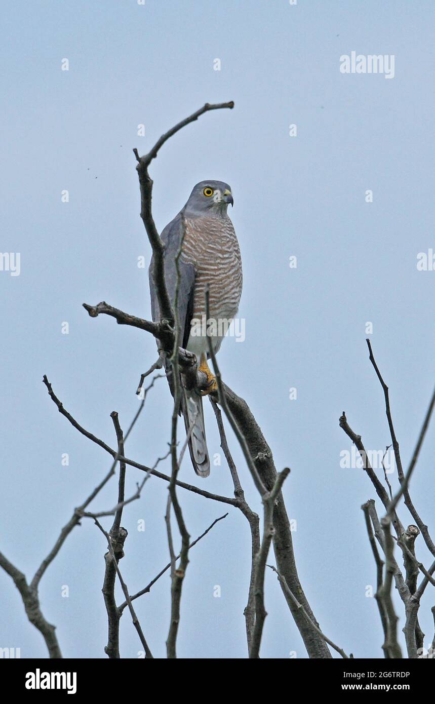 Shikra in southeast asia hi-res stock photography and images - Alamy