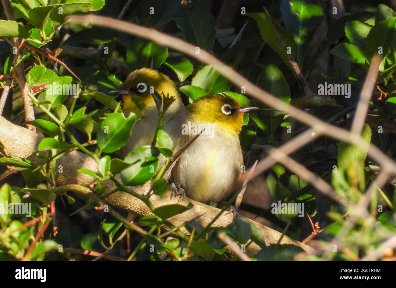 Two cape white-eye small birds huddle together in a thicket Stock Photo ...