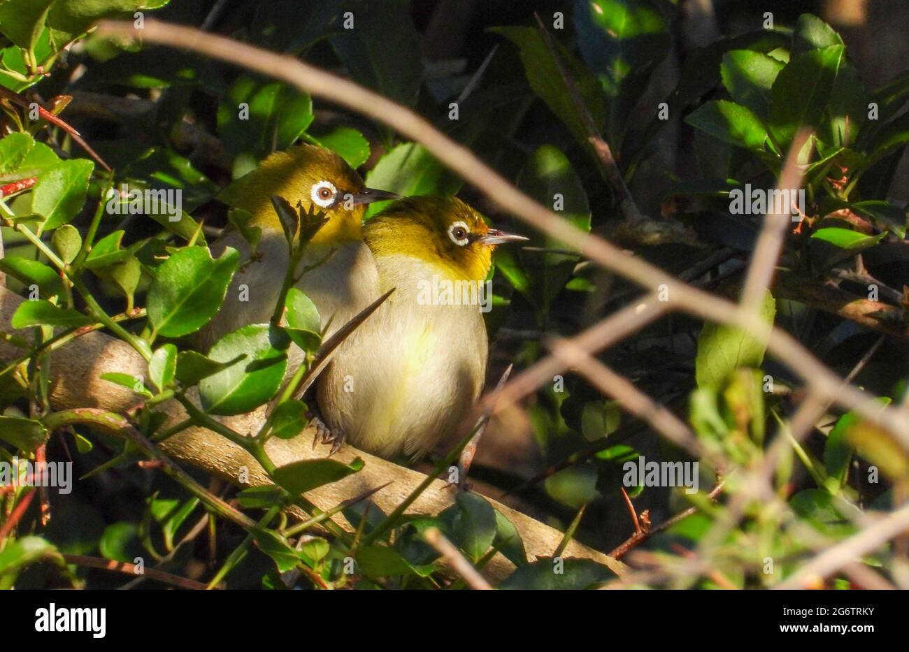Two cape white-eye small birds huddle together in a thicket Stock Photo ...