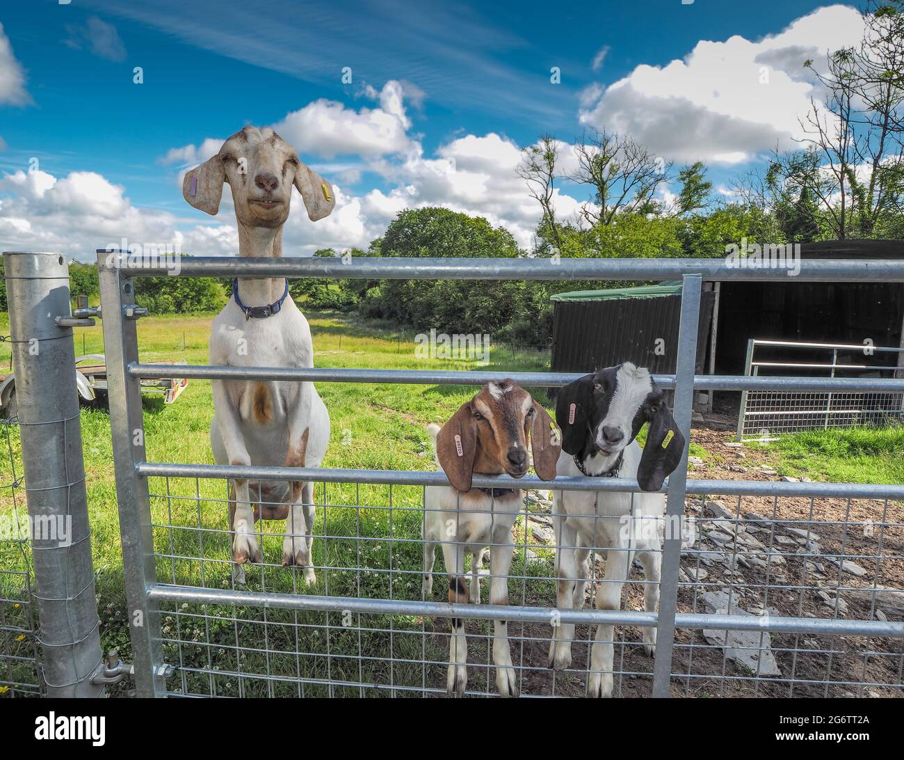 Holding goats hi-res stock photography and images - Alamy
