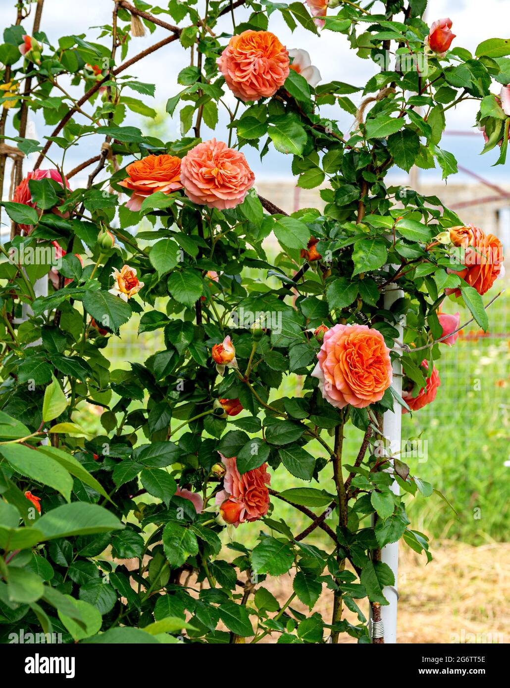 English rose bush hi-res stock photography and images - Alamy